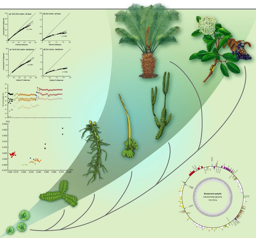 EEB3220: Evolution of green plants | Bernard Goffinet - Bryology (and ...