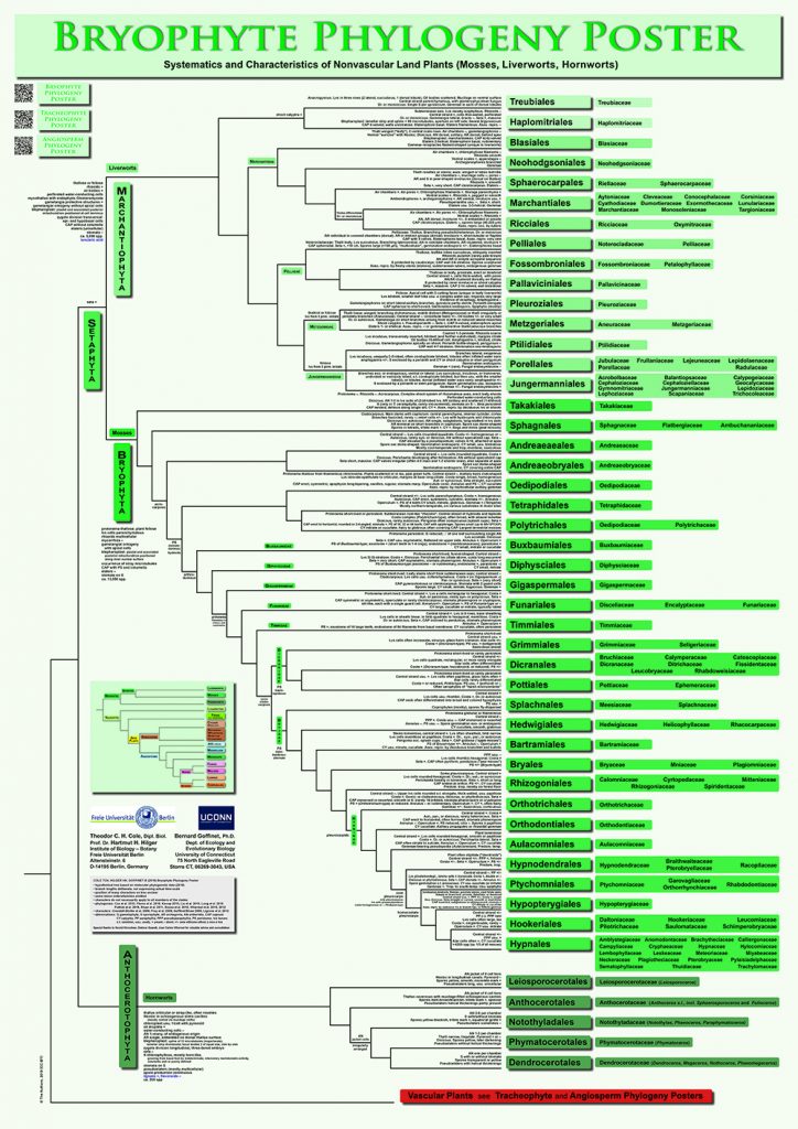 New Bryophyte Phylogeny poster | Bernard Goffinet - Bryology (and ...