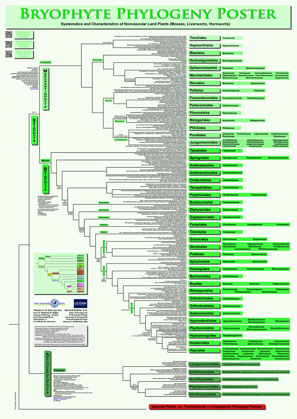New Bryophyte Phylogeny poster | Bernard Goffinet - Bryology (and ...