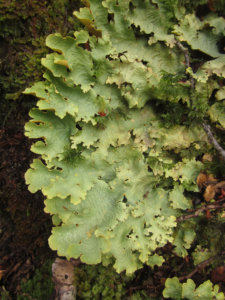 Congratulations to Crystal awarded a SURF 2024 | Bernard Goffinet ...