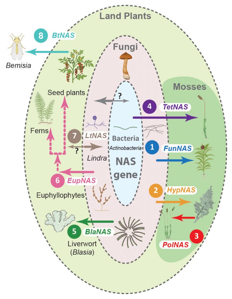 New publication on mosses | Bernard Goffinet - Bryology (and Lichenology)